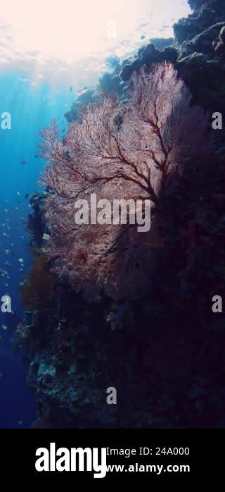 Underwater nature on reef with soft coral and sunlight in blue ocean ...