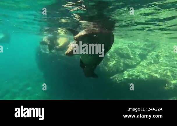 Female scuba diver eyes Stock Videos & Footage - HD and 4K Video Clips ...