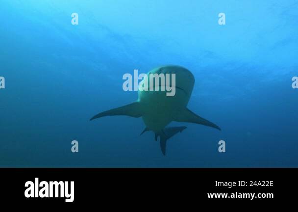 Underneath view of a female bull shark (Carcharhinus leucas ...