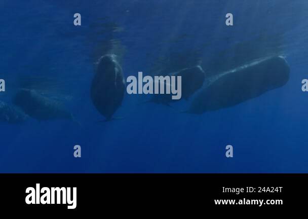 Sperm whale underwater Stock Videos & Footage - HD and 4K Video Clips - Alamy