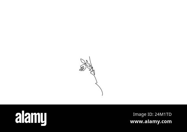 Animated self drawing of continuous line draw beauty fresh common ...