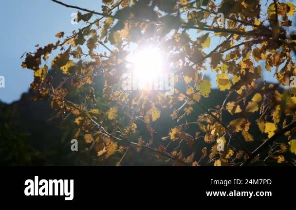 Yellow leaves tree in sunshine Stock Videos & Footage - HD and 4K Video ...