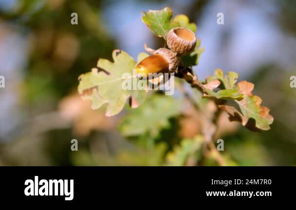close up of acorn, nature background Stock Video Footage - Alamy