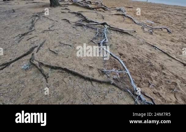 exposed tree roots on a rock. rocky outcrops and a lot of tourist ...