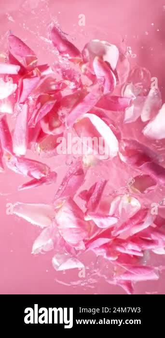 Super Slow Motion of Falling Pink Rose Petals into Water. Filmed on ...