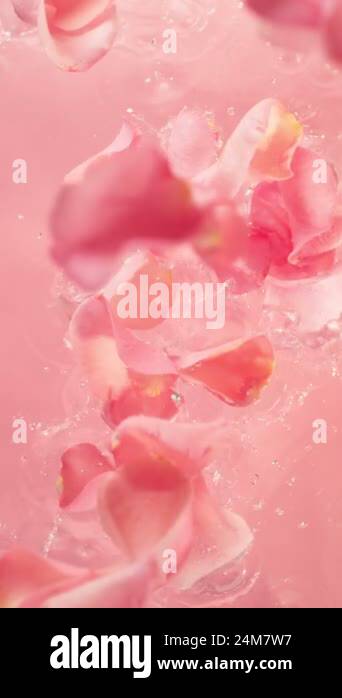 Super Slow Motion of Falling Rose Petals. Filmed on High Speed Cinema ...