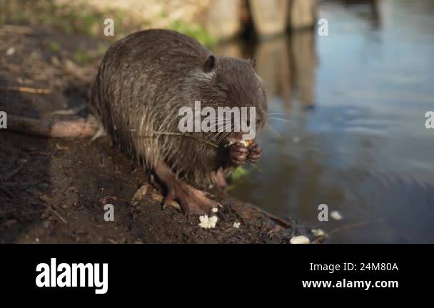 Close-up of nutria sitting near calm water body while nibbling on food ...