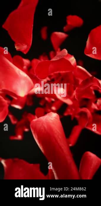 Super Slow Motion of Falling Rose Petals. Filmed on High Speed Cinema ...