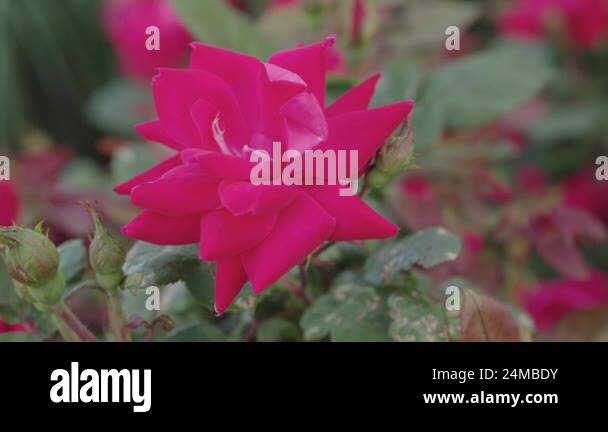 Nature beauty. Rose garden in summer. Rose bush. Beautiful flowering ...