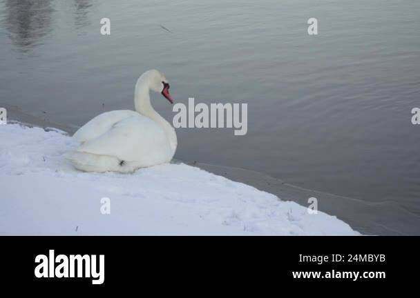 A serene winter scene featuring a white swan resting on a snowy ...