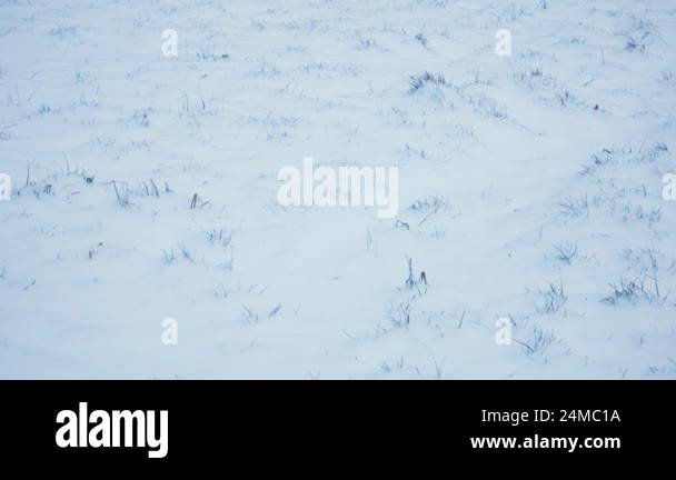 A serene winter scene featuring a snow-covered field with scattered ...