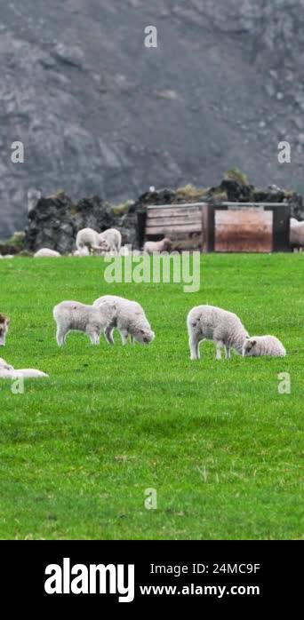 Vertical Screen: Flock of sheep in a pasture, cute lambs graze on a ...