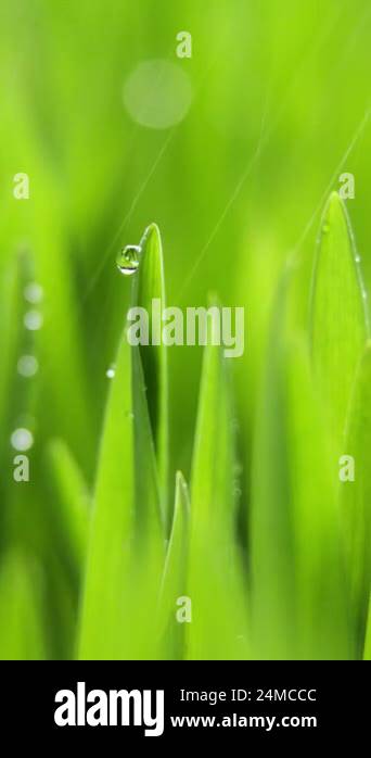 Vertical Screen: Fresh Morning Water Dew Drops on Green Grass Lit by ...