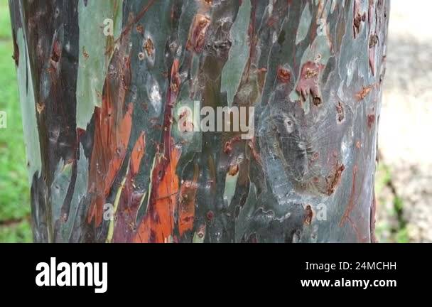 Slow motion of the bark of a Rainbow Eucalyptus tree or Eucalyptus ...