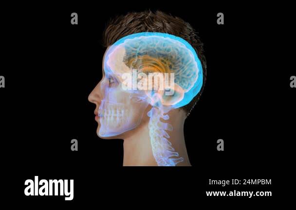 Normal human brain anatomy Stock Videos & Footage - HD and 4K Video ...