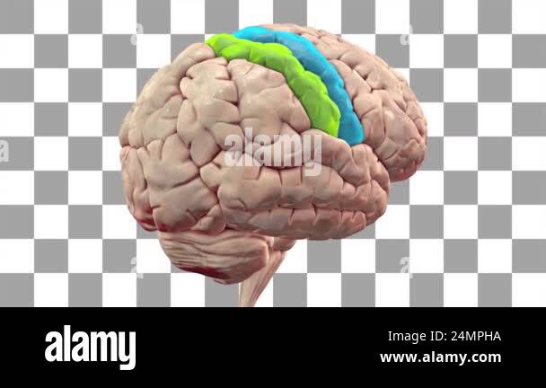 Animation of a human brain with a highlighted precentral gyrus (blue ...