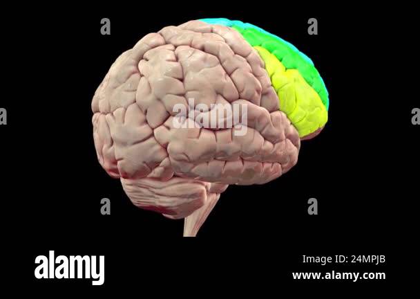 Animation of a human brain with highlighted frontal gyri, superior ...