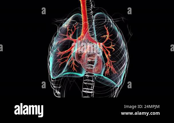 Animation of the anatomy of the human cardiovascular system, with ...