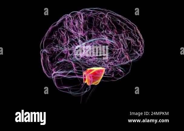 Animation of the human brain with the pons highlighted (red ...