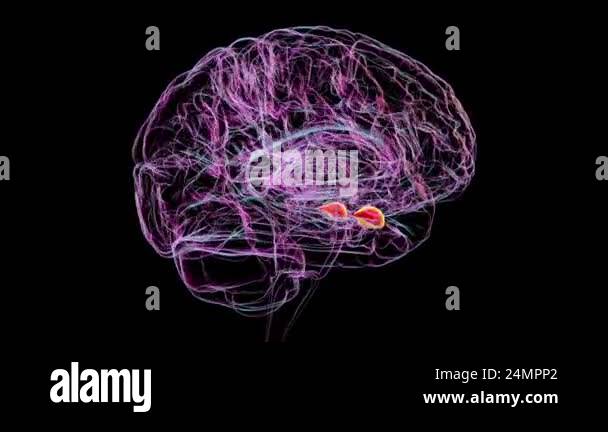Animation of a human brain with highlighted amygdala (orange ...