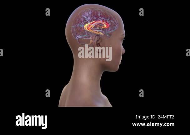 Animation of the human brain with highlighted corpus callosum ...