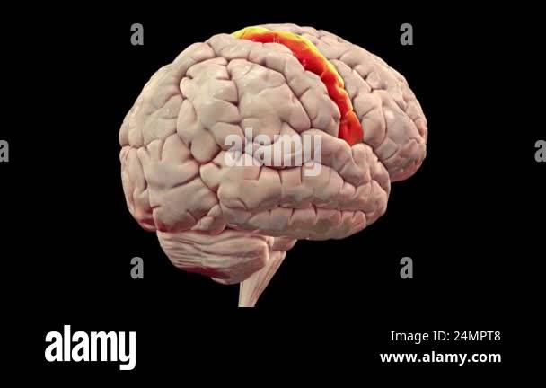 Animation of a human brain with a highlighted precentral gyrus (orange ...