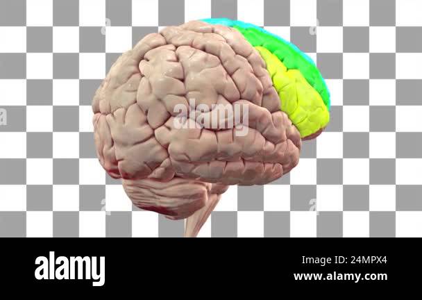 Animation of a human brain with highlighted frontal gyri, superior ...