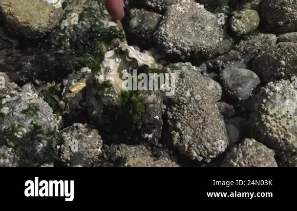 A shallow depth of field shows a gentle ebbing tide slowly moving ...