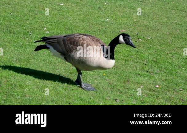A flock of Canadian geese walking along the lawns of a community park ...