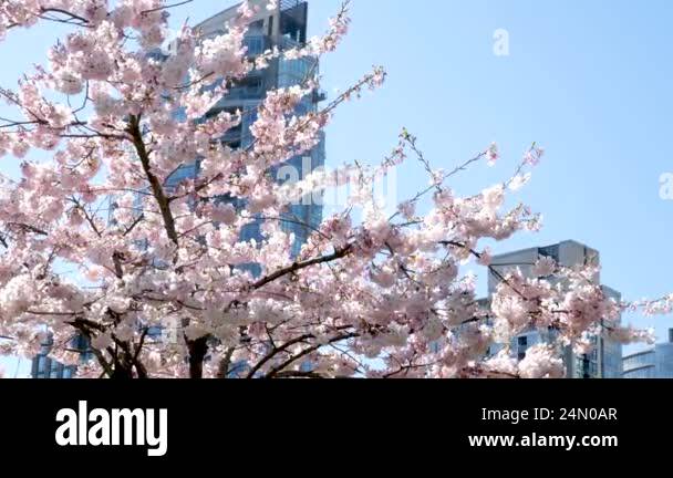 Sakura flowers cherry blossom. broadcasting and observation tower ...