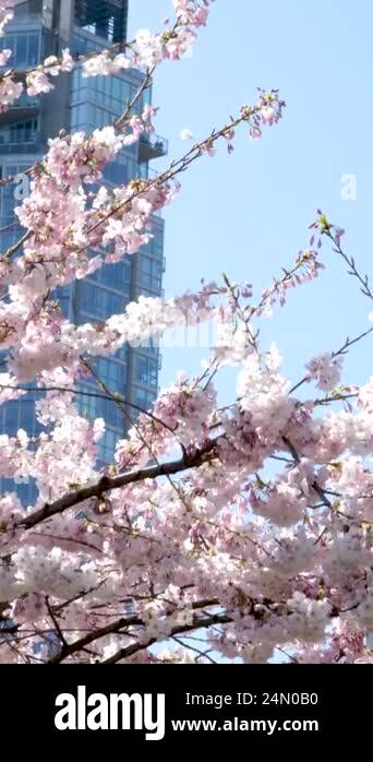 Sakura flowers cherry blossom. broadcasting and observation tower ...