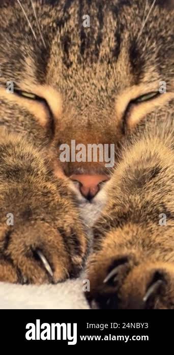 Tabby cat peacefully sleeping, detailed fur and claws visible ...