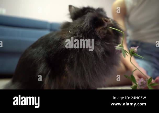 Rabbit at home. Cute bunny eats clover flower. Domestic animal. Black ...