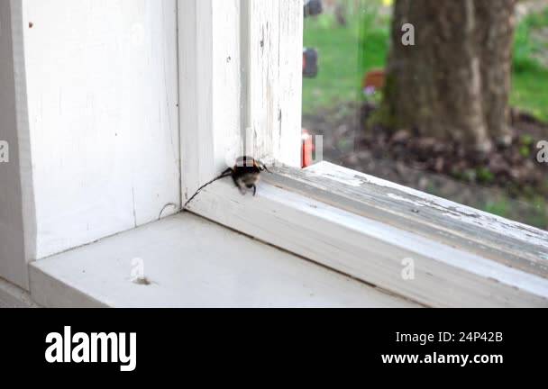 Film footage of a close-up of an exhausted bumblebee behind a dirty ...