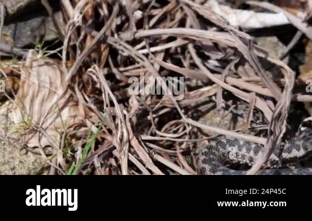 Red adder Stock Videos & Footage - HD and 4K Video Clips - Alamy
