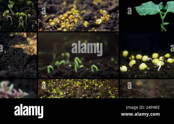 Timelapse collage of plant sprouts growing from soil, showing the ...