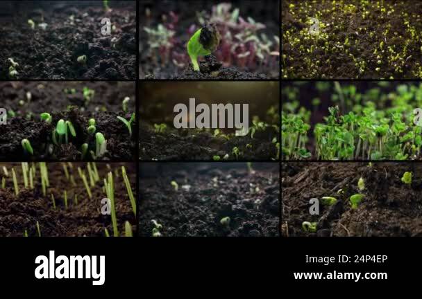 Time-lapse video of seedling growth: Watch vegetables and fruits grow ...