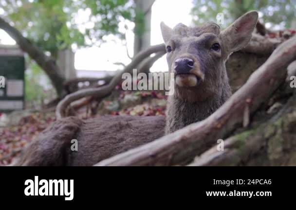 Young sika deer lounging peacefully among tree roots in nara park ...