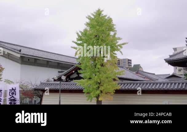Colorful Ginkgo Biloba Tree in Front of Shitennoji Temple, Osaka on a ...