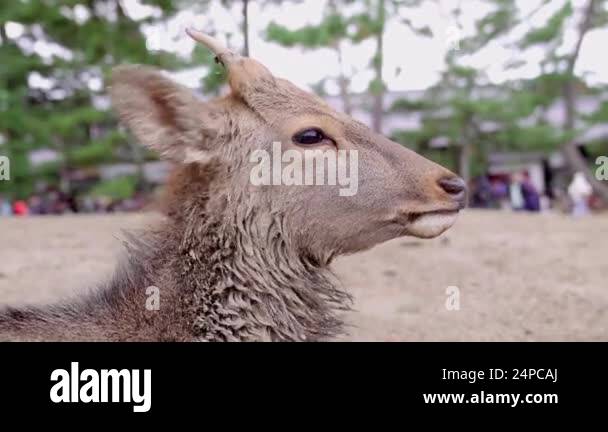Close-Up of a Hornless Deer in Nara, Japan, Moving Its Ears Slowly ...
