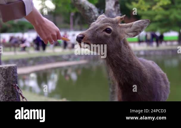 Nara deer eating special deer crackers from tourist hand in nara park ...