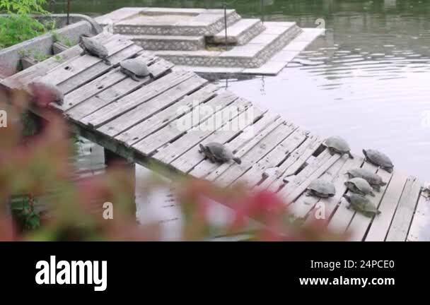 Famous Turtles at Shitennoji Temple, Symbols of Longevity and Safety in ...