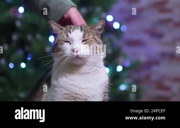 close-up video of a hand gently petting a cat, which is clearly ...