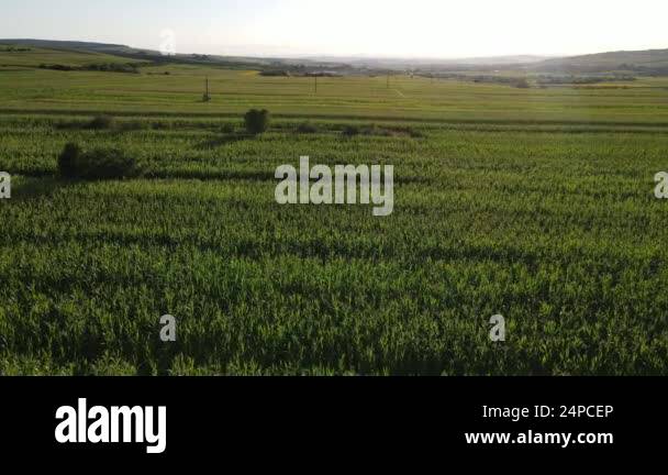 Vast green fields dominate the rural landscape of transylvania, romania ...