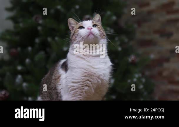 A white cat with black and brown spots is zoomed in while looking up ...