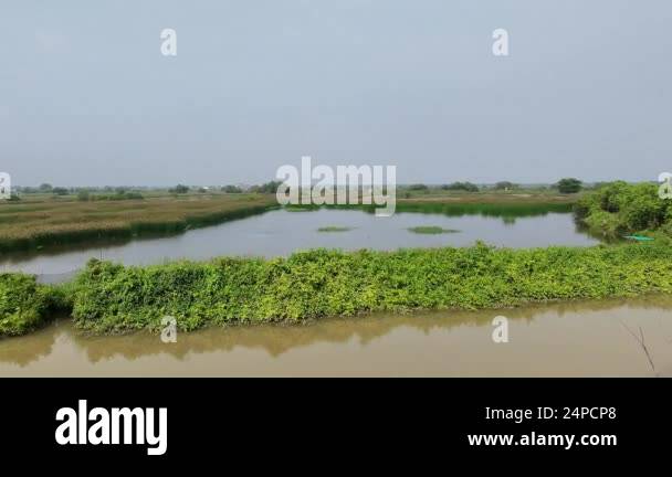 vast wetland landscape. A network of waterways weaves through a dense ...
