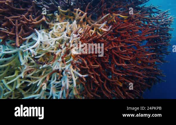 Staghorn coral suffering from coral bleaching with some remaining ...