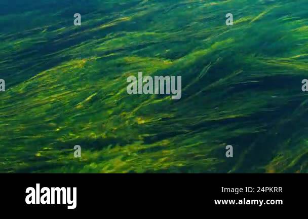 Gentle flow of water over vibrant green algae in a river Stock Video ...