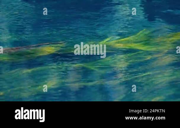 Flowing water creates a serene scene over vibrant green algae in a ...