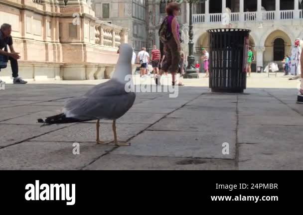 Venice, Italy 1 January 2025: Seagull strolls by a trash can while ...